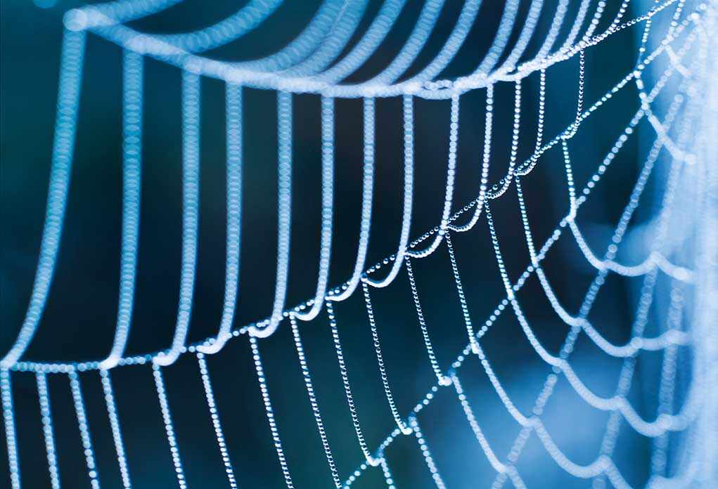 Unstoppable US Spider Takeover—Invasive East Asia Species! | The Red Wire