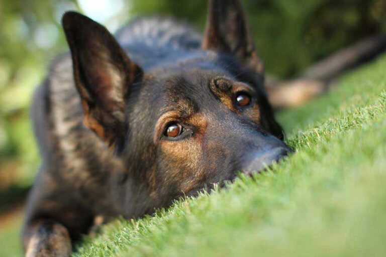 Felon Straps GPS Monitor To Stray Dog | The Red Wire